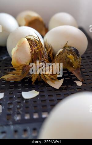 processus d'éclosion des œufs d'oie dans l'incubateur Photo Stock - Alamy