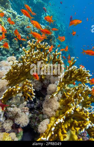 Banc de poissons tropicaux rouge jaune bleu dans l'eau, clair, le monde ...