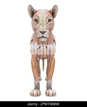 Anatomie des muscles du lion isolée Photo Stock - Alamy