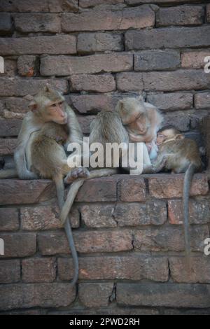 Un groupe de singes vivant sur un site antique au temple Phra Pang Sam ...