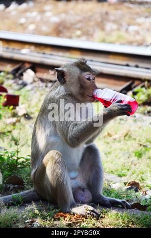 Les singes en famille jouent manger un verre et se reposer se détendre ...