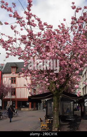 Rouen, France : la fleur de cerisier rose printanière illumine une ...