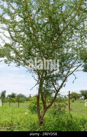 TCHAD, région du Sahel, Guéra, ville de Mango, Acacia Senegalia arbre ...