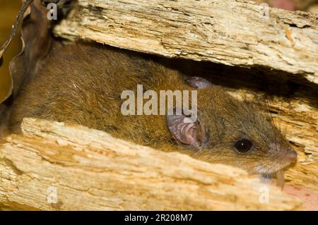 Le rat fauve à queue de mosaïque, ou melomys à pied fauve (Melomys ...