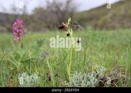 Ophrys caucasica est une plante à fleurs endémique au Caucase. Selon la ...