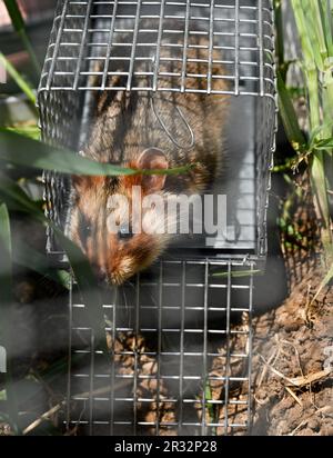 Bergen Enkheim, Allemagne. 22nd mai 2023. Le hamster de champ femelle ...