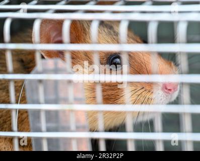 Bergen Enkheim, Allemagne. 22nd mai 2023. Le hamster de champ femelle ...