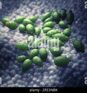 Candida albicans, stade de levure.Candida albicans est un champignon ...