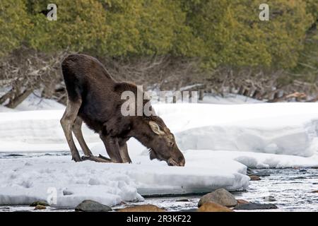 Orignal de l'est (Alces americanus), homme de dix mois. Orignal ...