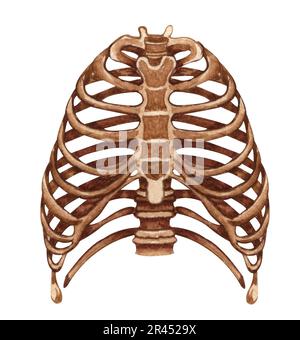Structure du squelette humain aquarelle. Rachis Anatomie et médecine ...