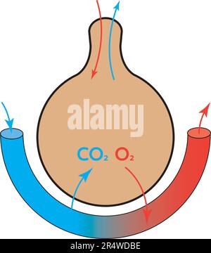 Alvéoles pulmonaires. echanges gazeux dans un poumon. Bronchioles ...