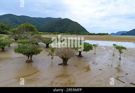 La forêt primitive de mangrove d'Amami (îles Amami, sud du Japon) est ...
