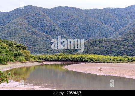 La forêt primitive de mangrove d'Amami (îles Amami, sud du Japon) est ...