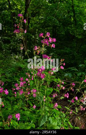 Silene dioica Melandrium rubrum, connu sous le nom de campion rouge et ...