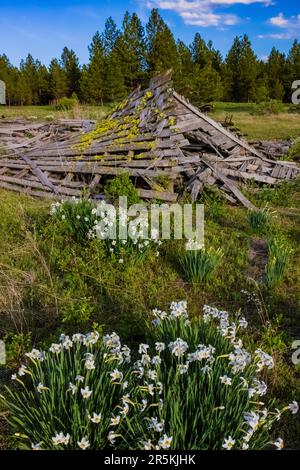 Chute de la construction et de la propagation des fleurs Narcissus et Daffodil à Flora, Oregon ...