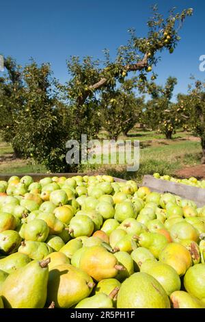 Un verger de poires près de Shepperton, Victoria, Australie. Cette ...