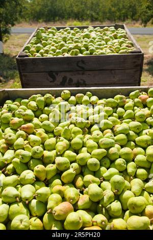 Un verger de poires près de Shepperton, Victoria, Australie. Cette ...