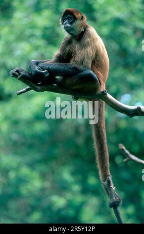 Singe araignée (Ateles geoffroyi), à main noire ou de Geoffroy ...