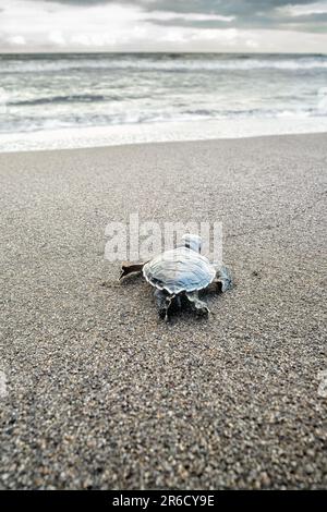 Une petite tortue de mer se rend à l'océan lors d'une excavation à fort ...