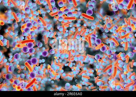 Bactéries sphériques et bactéries en forme de tige à l'intérieur du ...