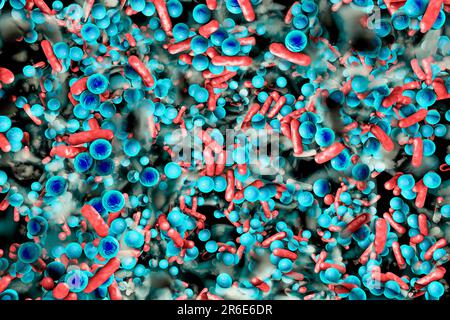 Bactéries sphériques et bactéries en forme de tige à l'intérieur du ...