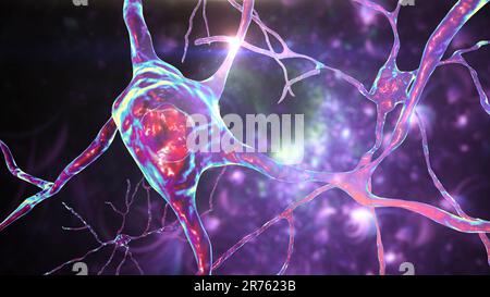 Striatum dorsal, noyau caudé et putamen, mis en évidence dans le ...