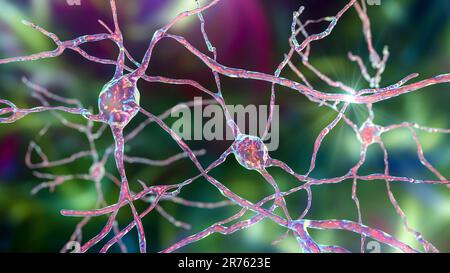 Neurones du striatum dorsal, illustration informatique. Le striatum ...