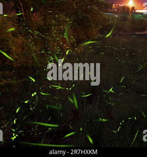 A composition photo shows Luciola cruciate (Nipponoluciola cruciata ...