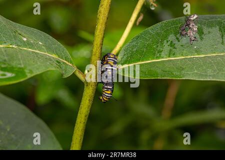 chenille de papillon monarque morte d'une infection parasitaire de ...