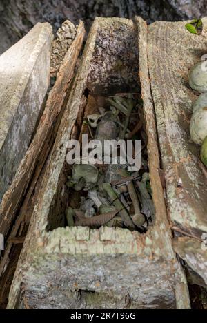 Crânes dans un cercueil appelé Erong, exposés dans la spectaculaire ...