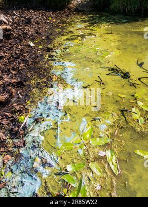 Les algues bleues, Cyanobacteria, fleurissent dans le lac Windermere en ...