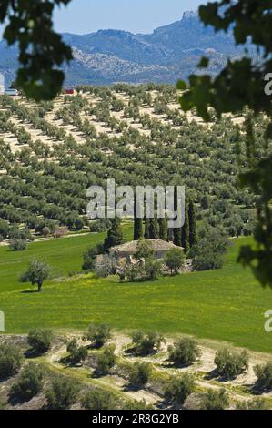 Plantation d'oliviers, Sierra de Cazorla, parc national de Segura y Las Villas, Jaen, Andalousie ...