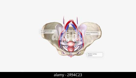 Le bassin femelle est une cavité en forme de bol dans les os de la ...