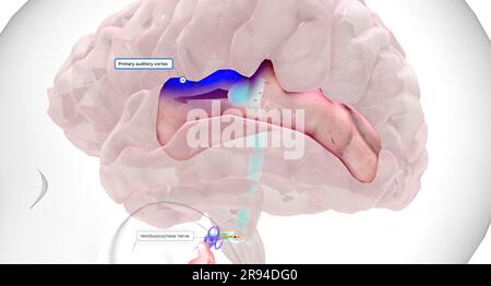 L'information auditive est transmise de la membrane basilaire de la ...