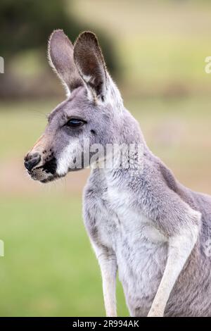 Le kangourou rouge, Macropus rufus est le plus grand de tous les ...
