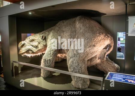 Le squelette du marsupial géant (Diprotodon optatum) au Musée ...