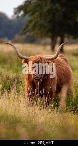 Cette photo montre un magnifique Scottish Highlander qui est une vache ...