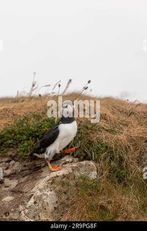 Cette photo montre un macareux ou un perroquet de mer nommé sur l'île ...