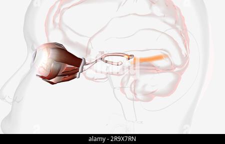 Le système visuel contient les yeux, les nerfs optiques, les faisceaux ...
