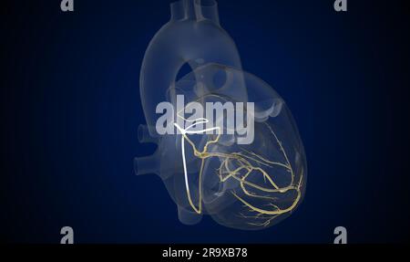 La stimulation et la conduction du système de conduction contrôlent les ...
