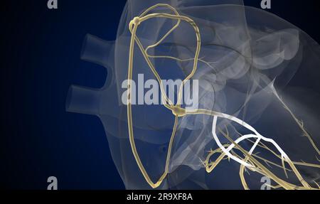 La stimulation et la conduction du système de conduction contrôlent les ...
