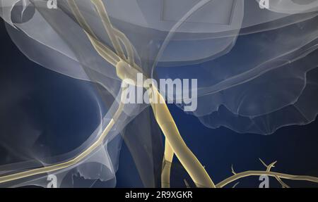 La stimulation et la conduction du système de conduction contrôlent les ...