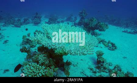 Acropora de corail à table dure blanchie. Le blanchiment et la mort des ...