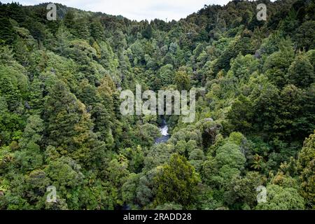 Le pont de Maramataha est le plus long sur le sentier de bois Pureora ...