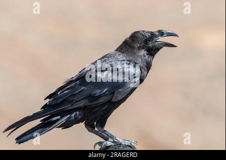 Un corbeau nord-africain (Corvus corax) est vu avec son bec ouvert ...
