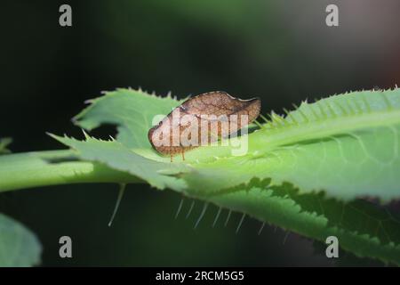 Le lacet à ailes crochetées (Drepanepteryx phalaenoides). Un insecte ...