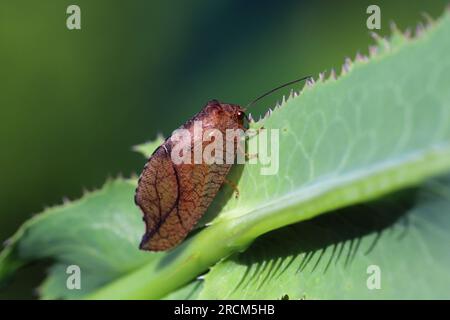 Le lacet à ailes crochetées (Drepanepteryx phalaenoides). Un insecte ...