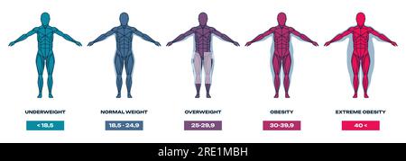 Tableau de taille mâle anatomie personnage humain, personnes maquette ...
