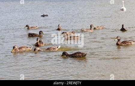 Territoire de lacs et rivières avec oiseaux et canards qui y vivent ...