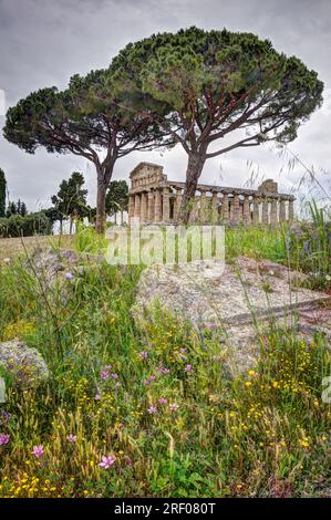 Temple grec de la déesse grecque Athéna (Minerve aux Romains) à Paestum ...